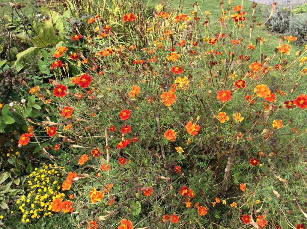 Tagetes linnaeus. – groengenot