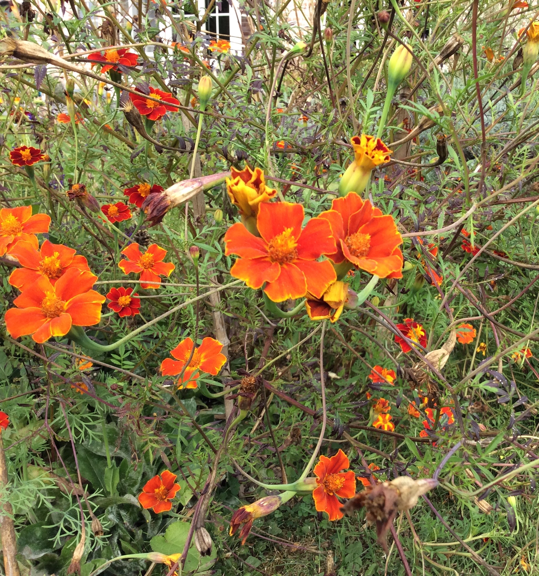 Tagetes linnaeus. – groengenot