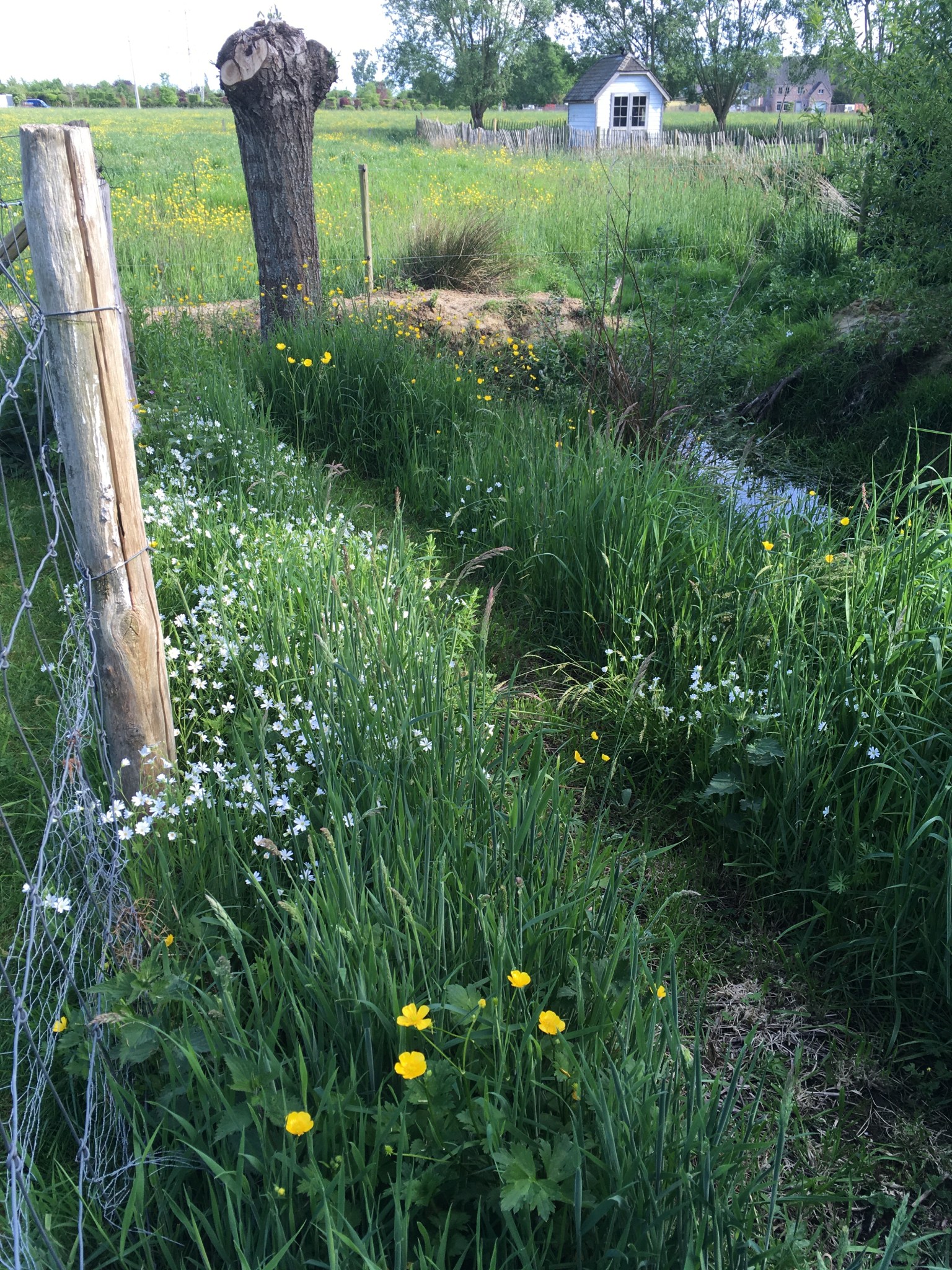 Hoe maak je een bloemenweide? – groengenot