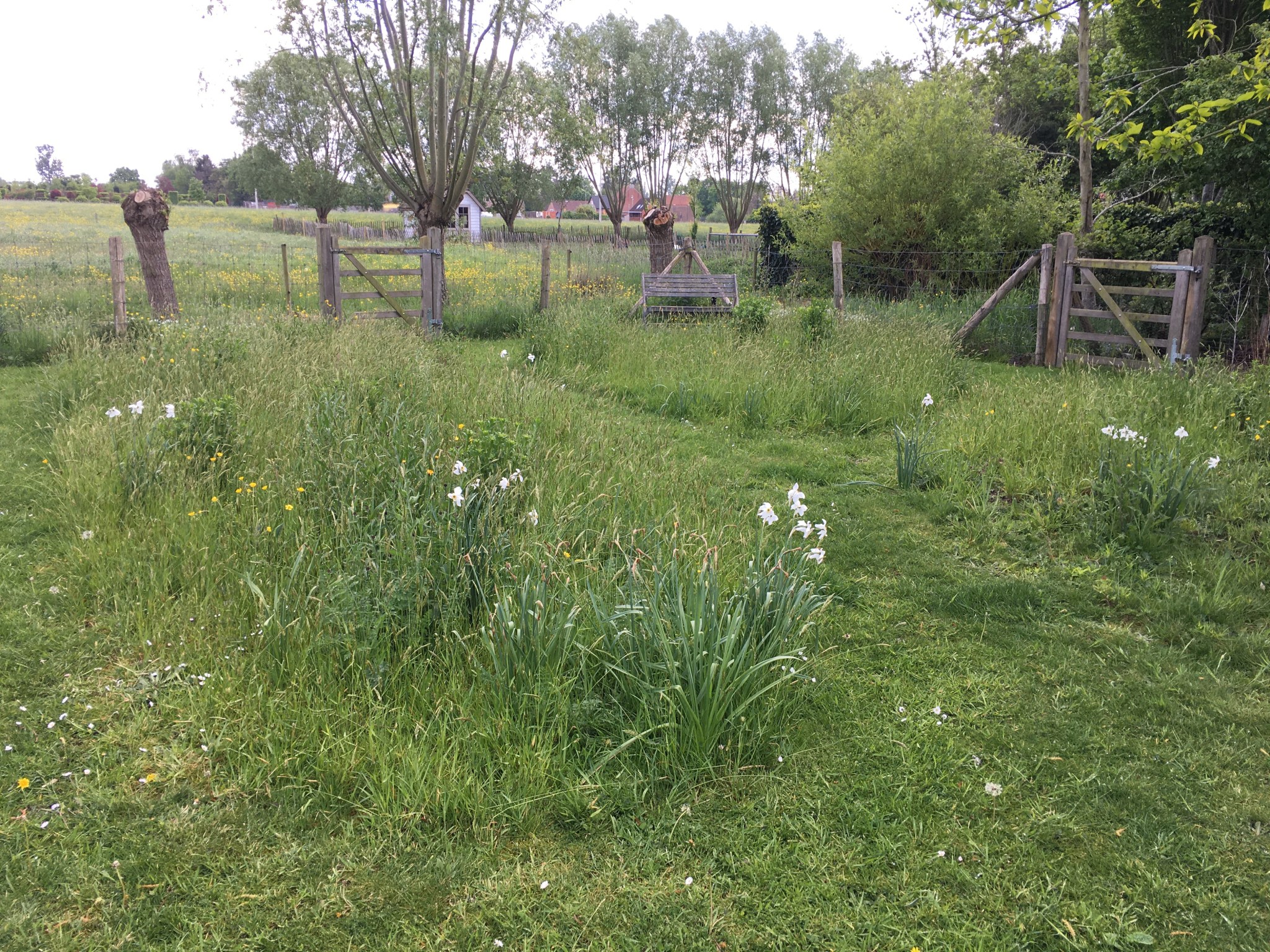 Hoe maak je een bloemenweide? – groengenot