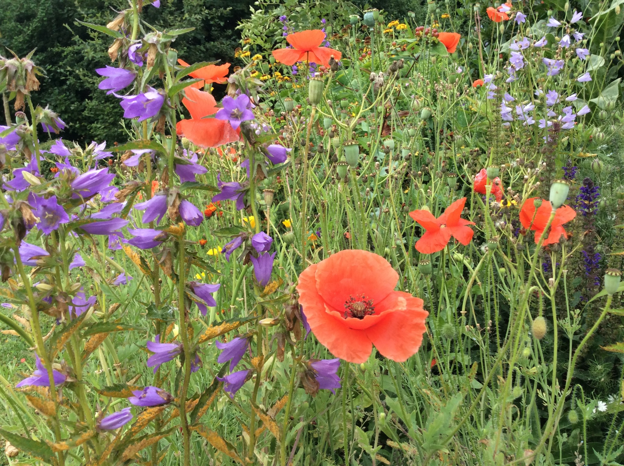 Hoe maak je een bloemenweide? – groengenot