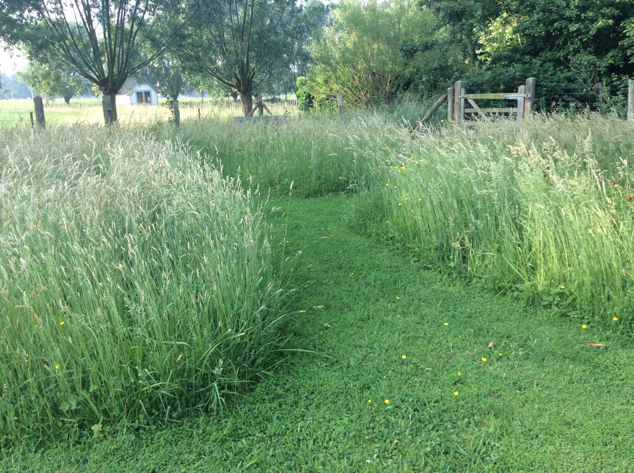 Hoe maak je een bloemenweide? – groengenot
